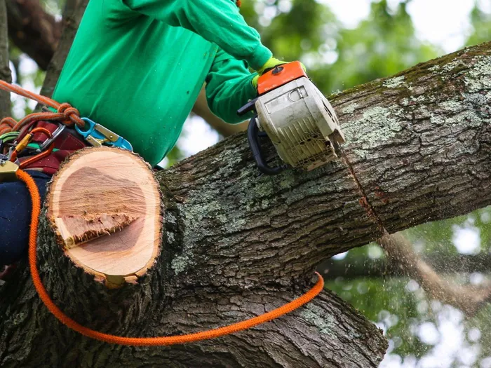 Tree Removal Melbourne | 0411 366 615 - Terrific Trees