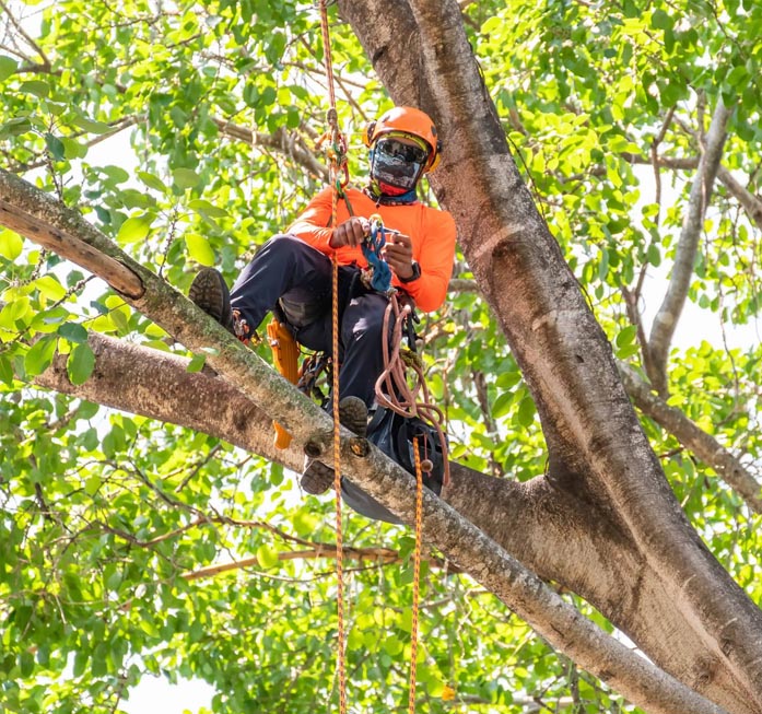 Arborists in Melbourne: Professional Tree Care From the Ground Up ...