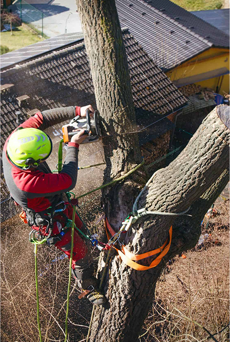 Tree Removal Service Near Me Melbourne | Terrific Trees 0411 366 615