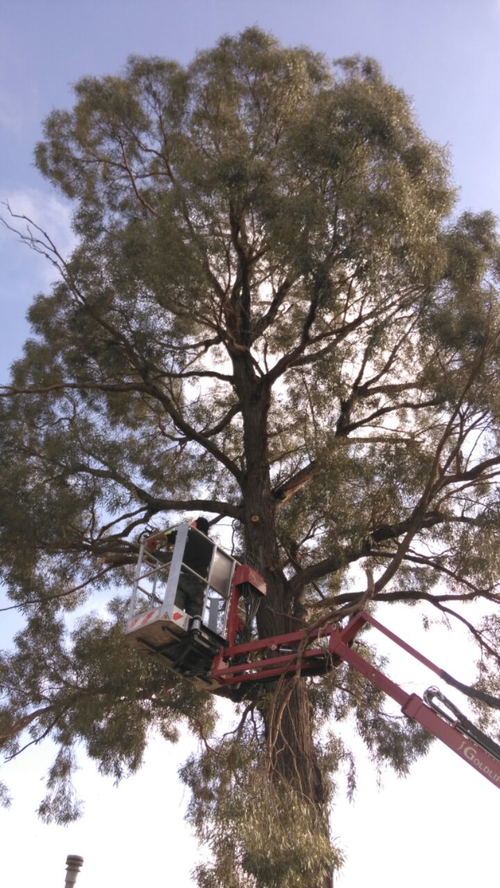 Tree Removal Point Cook | Terrific Trees