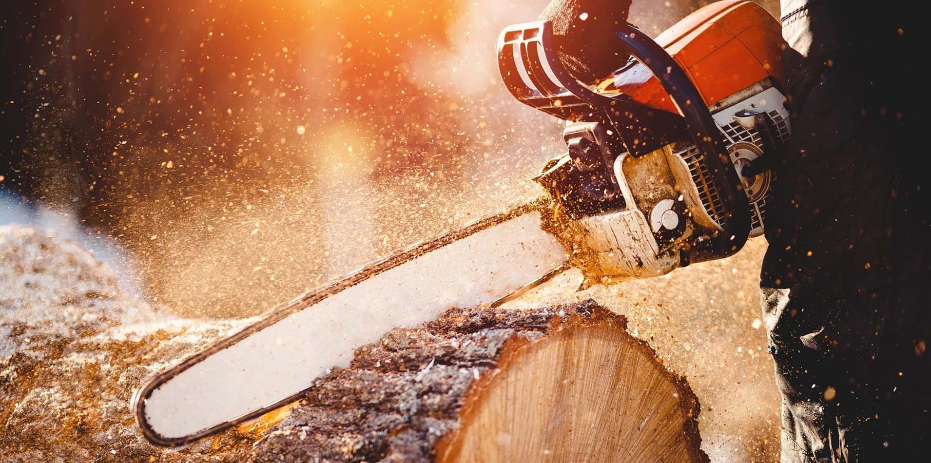 Tree Removal Burnside | Trusted Arborist Burnside | Terrific Trees